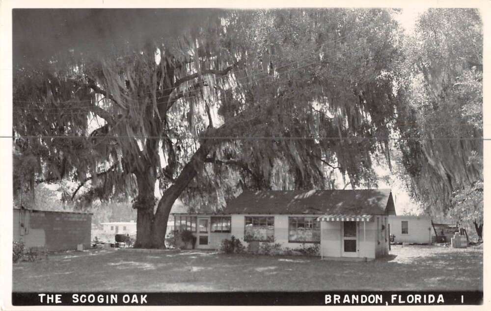 Brandon Florida The Scogin Oak Real Photo Vintage Postcard AA21006 ...