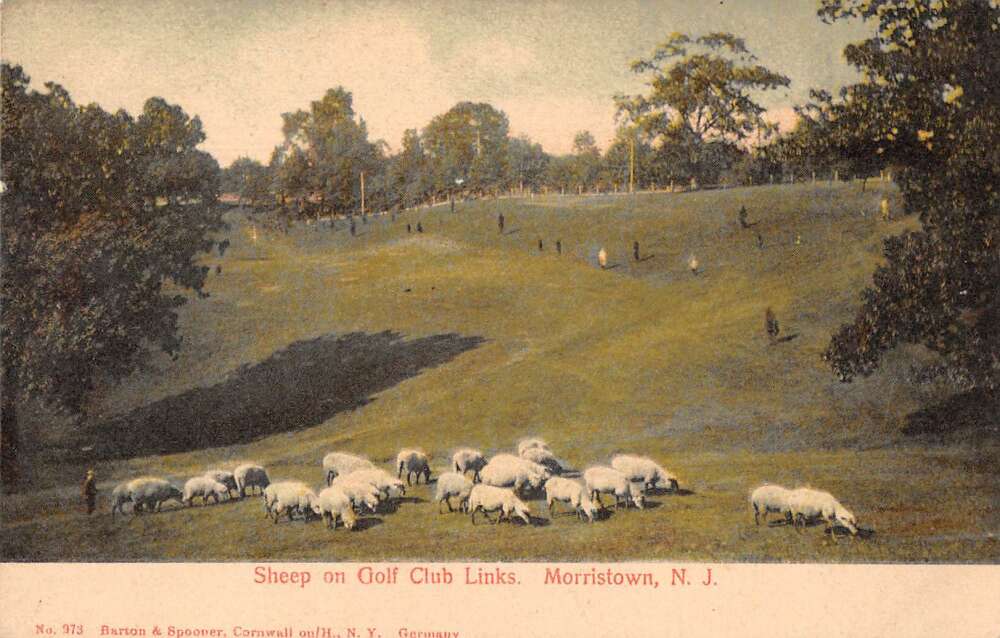 Morristown New Jersey Sheep on Golf Club Links Vintage Postcard AA47907 ...